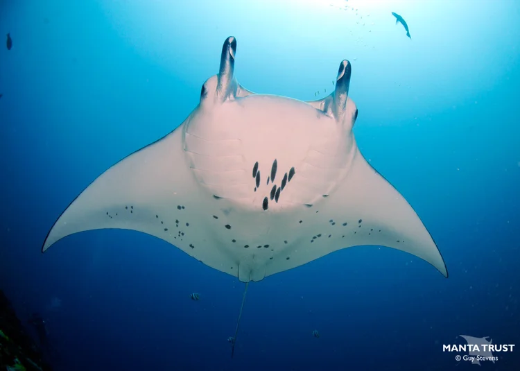 What are mobulids? | Manta & Devil ray ecology and biology — Manta Trust