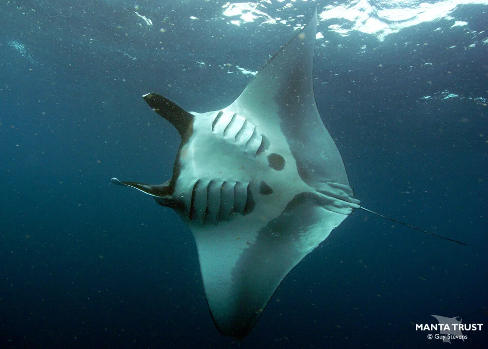 Mobulid Behavioural Ecology | Feeding, Cleaning & Courtship — Manta Trust