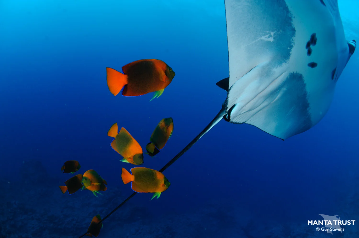 Mobulid Behavioural Ecology | Feeding, Cleaning & Courtship — Manta Trust