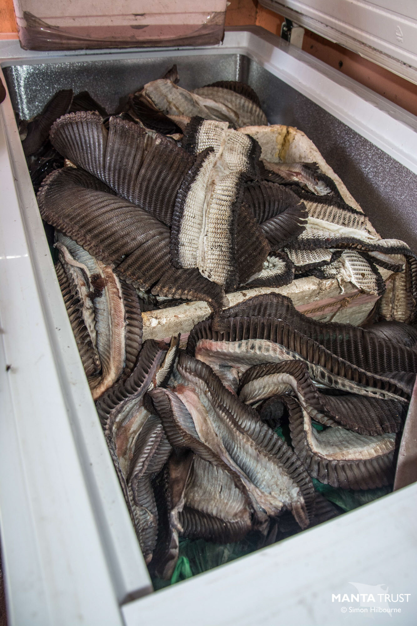 Gill Plate Seizure Press Release — Manta Trust