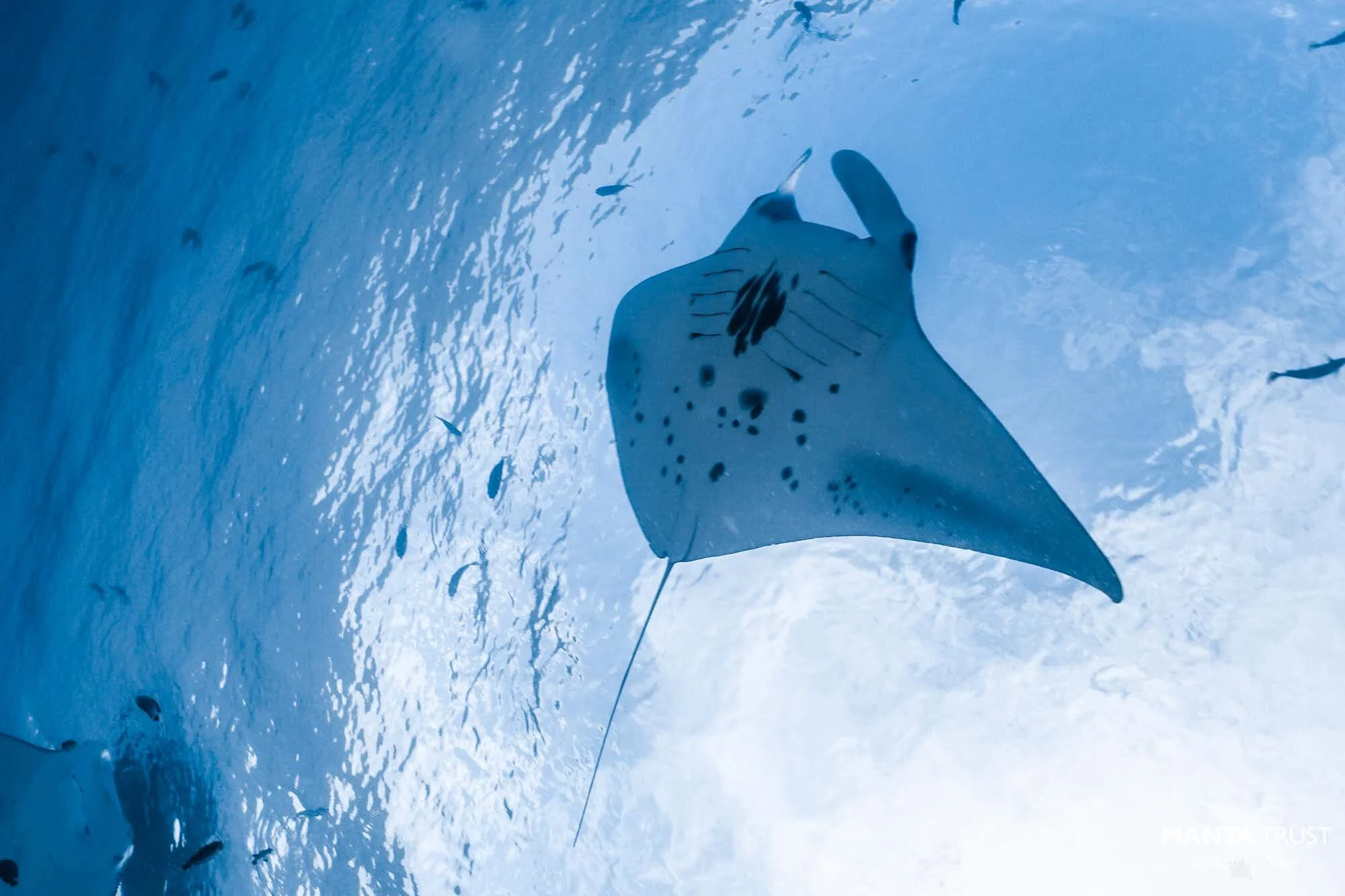 Milestone 5000th manta identified — Manta Trust