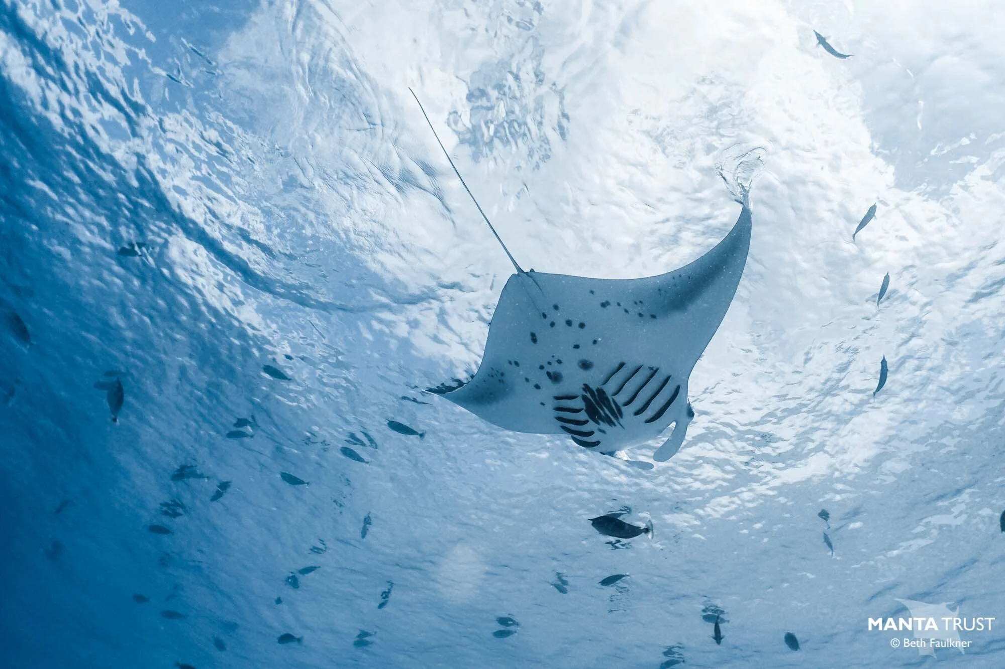Milestone 5000th manta identified — Manta Trust