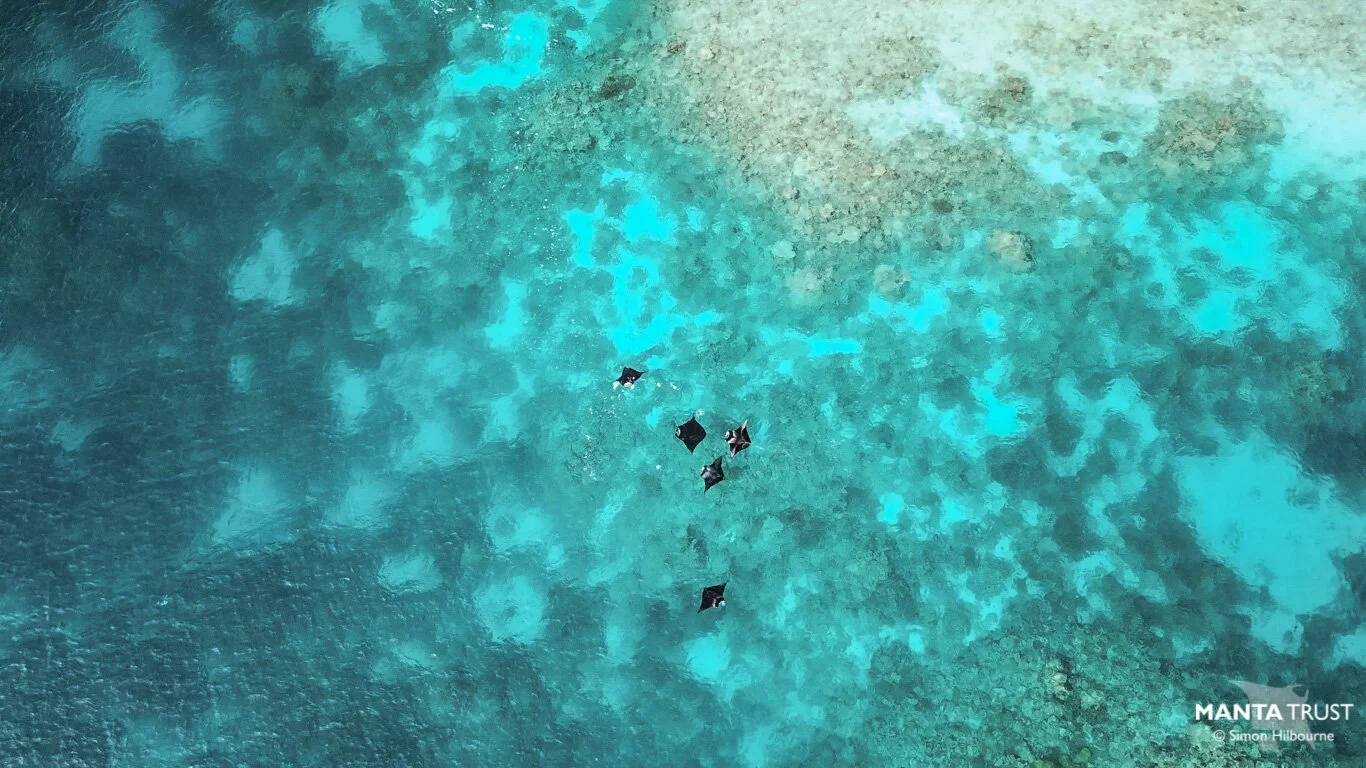 Unlocking the Secrets of Raa Atoll — Manta Trust