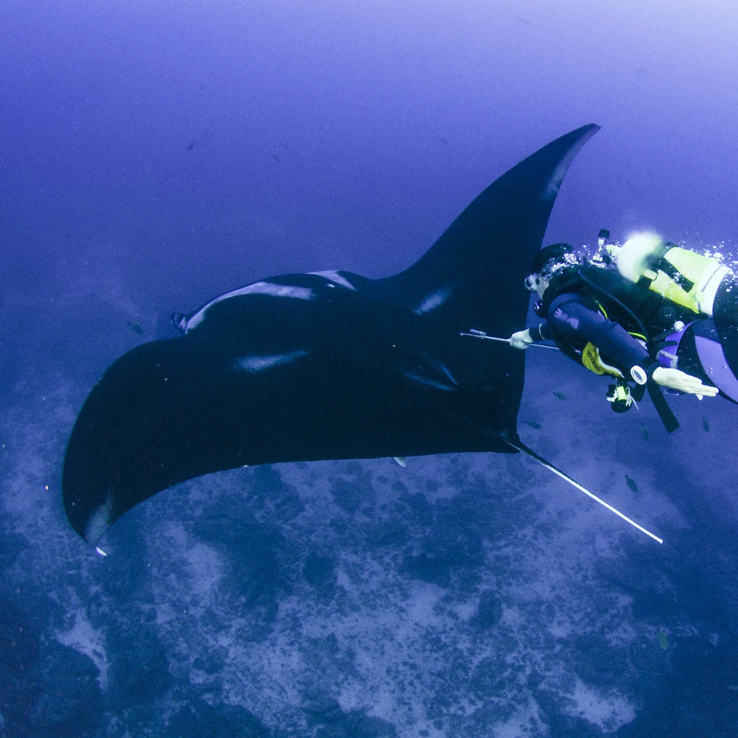 Tagging & Tracking | Mobulid Research Methods — Manta Trust