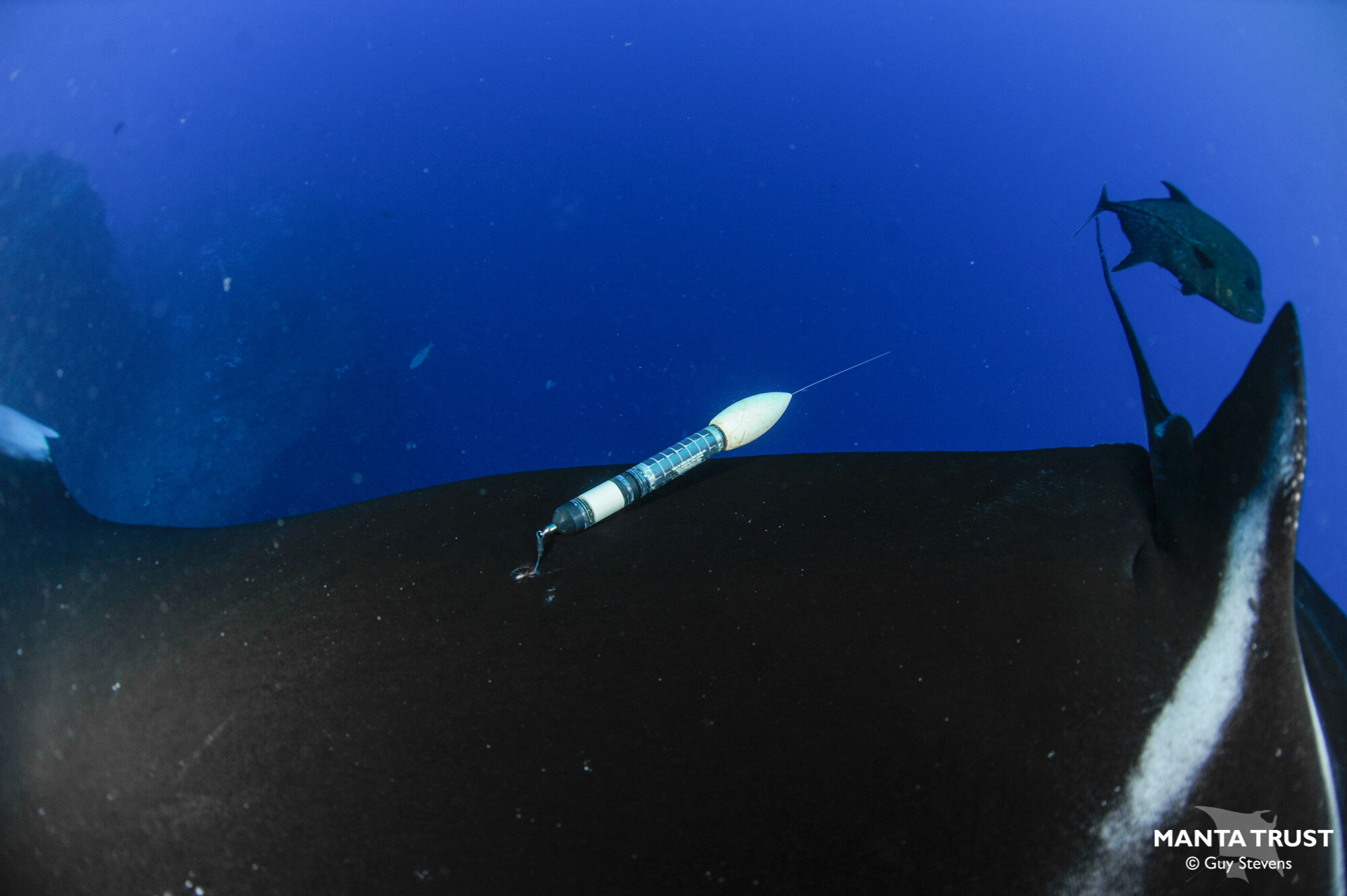 Tagging & Tracking | Mobulid Research Methods — Manta Trust