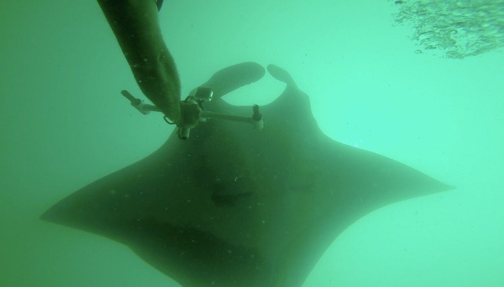 Meet the Team - Sarah Travers — Manta Trust