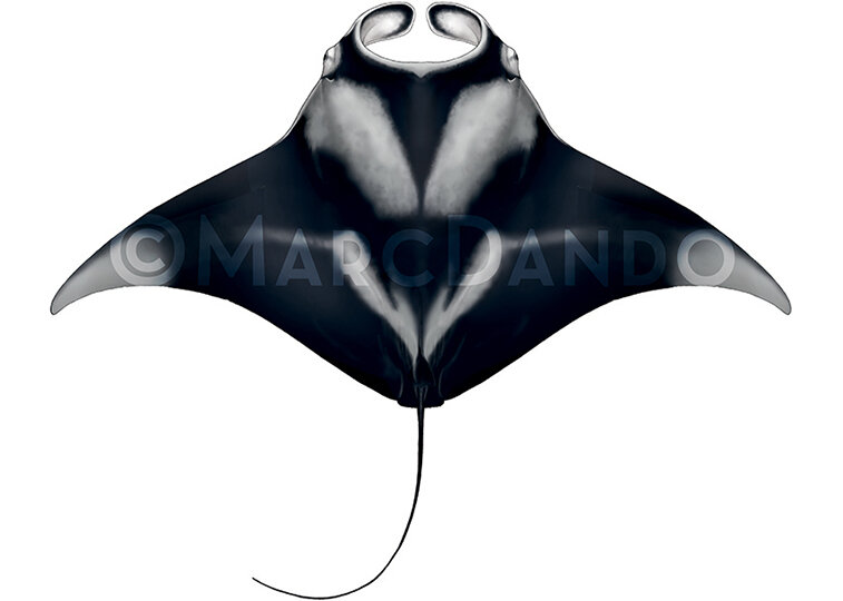 Manta and Devil Ray Species — Manta Trust