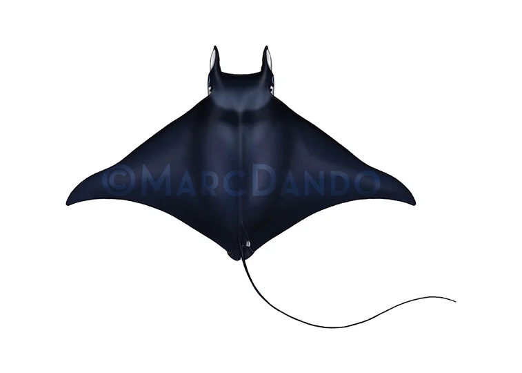 Manta and Devil Ray Species — Manta Trust