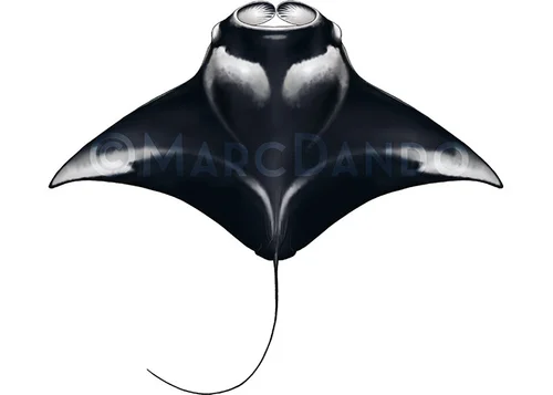Manta and Devil Ray Species — Manta Trust