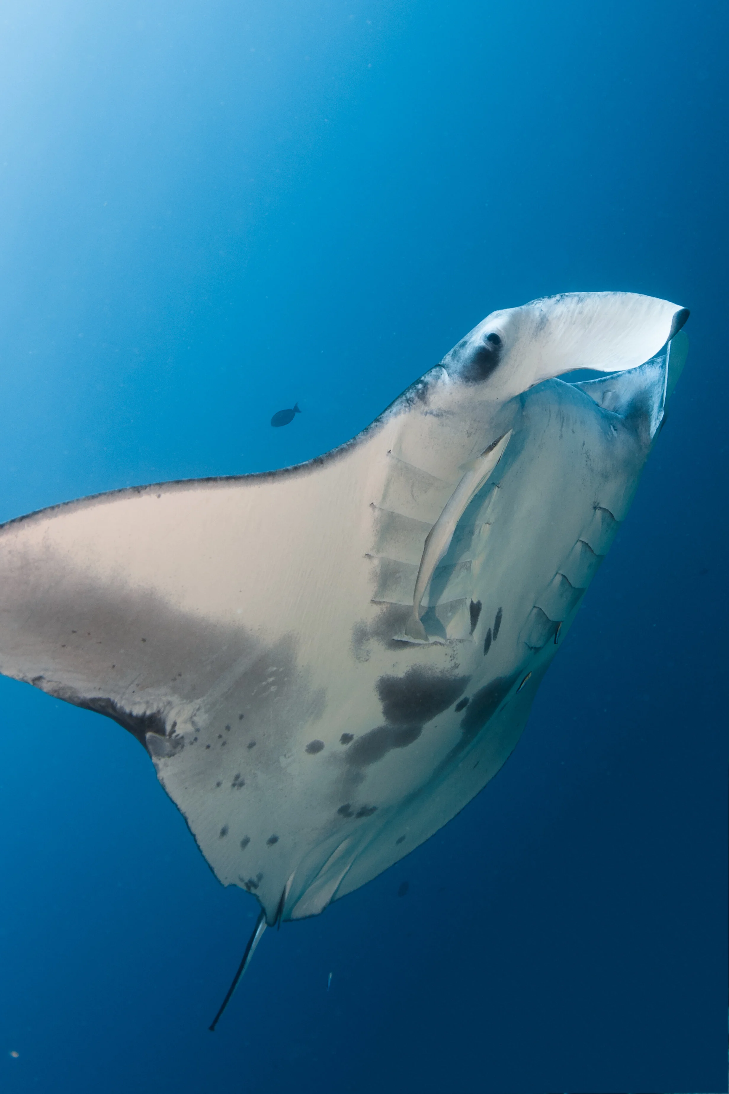 Through the Years, The Maldives’ First Manta Additions — Manta Trust