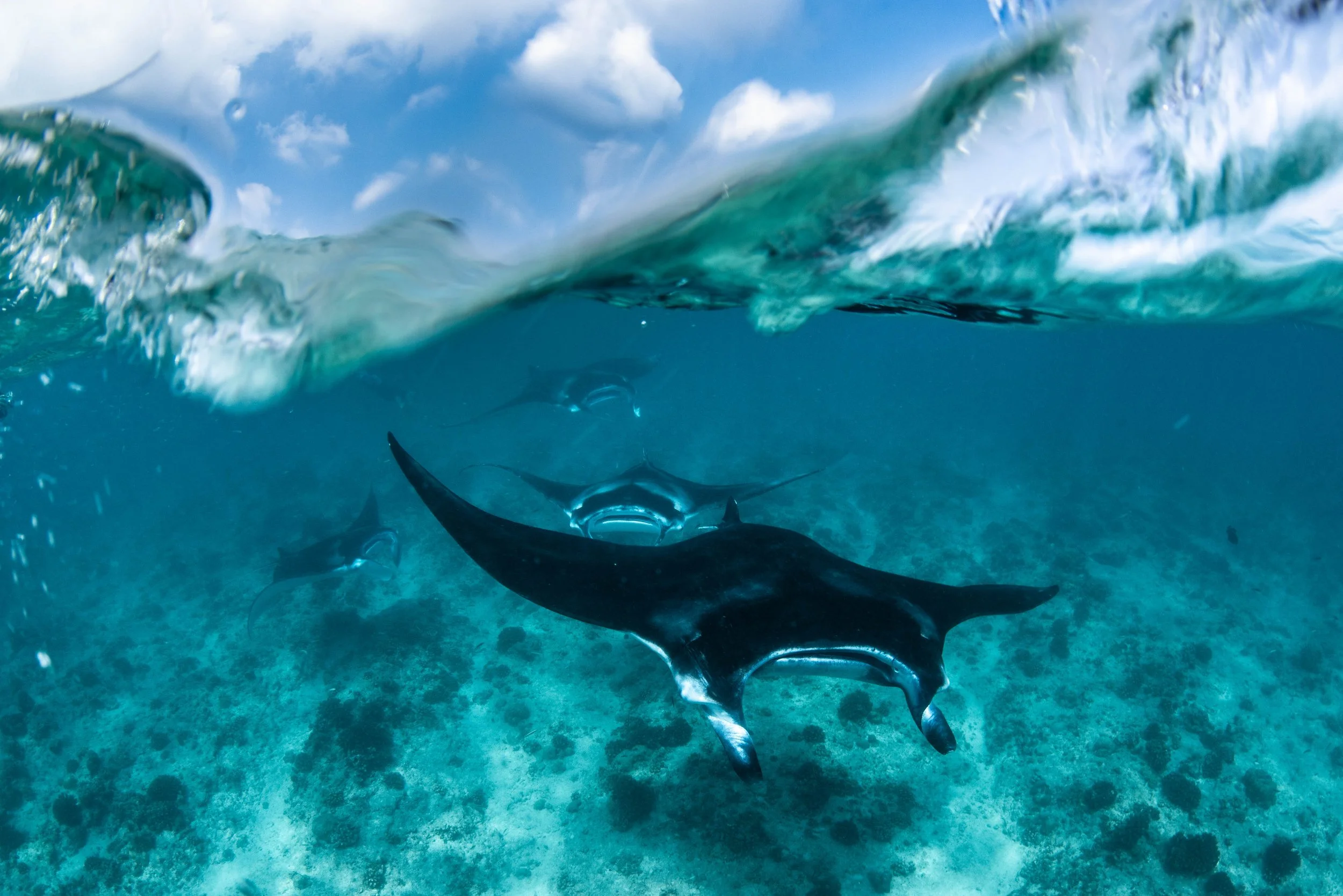 Genesis — Manta Trust