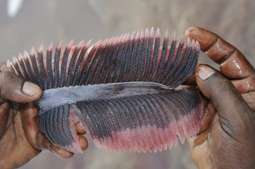 Manta and Devil Ray Gill Plate and Meat Trade Study — Manta Trust
