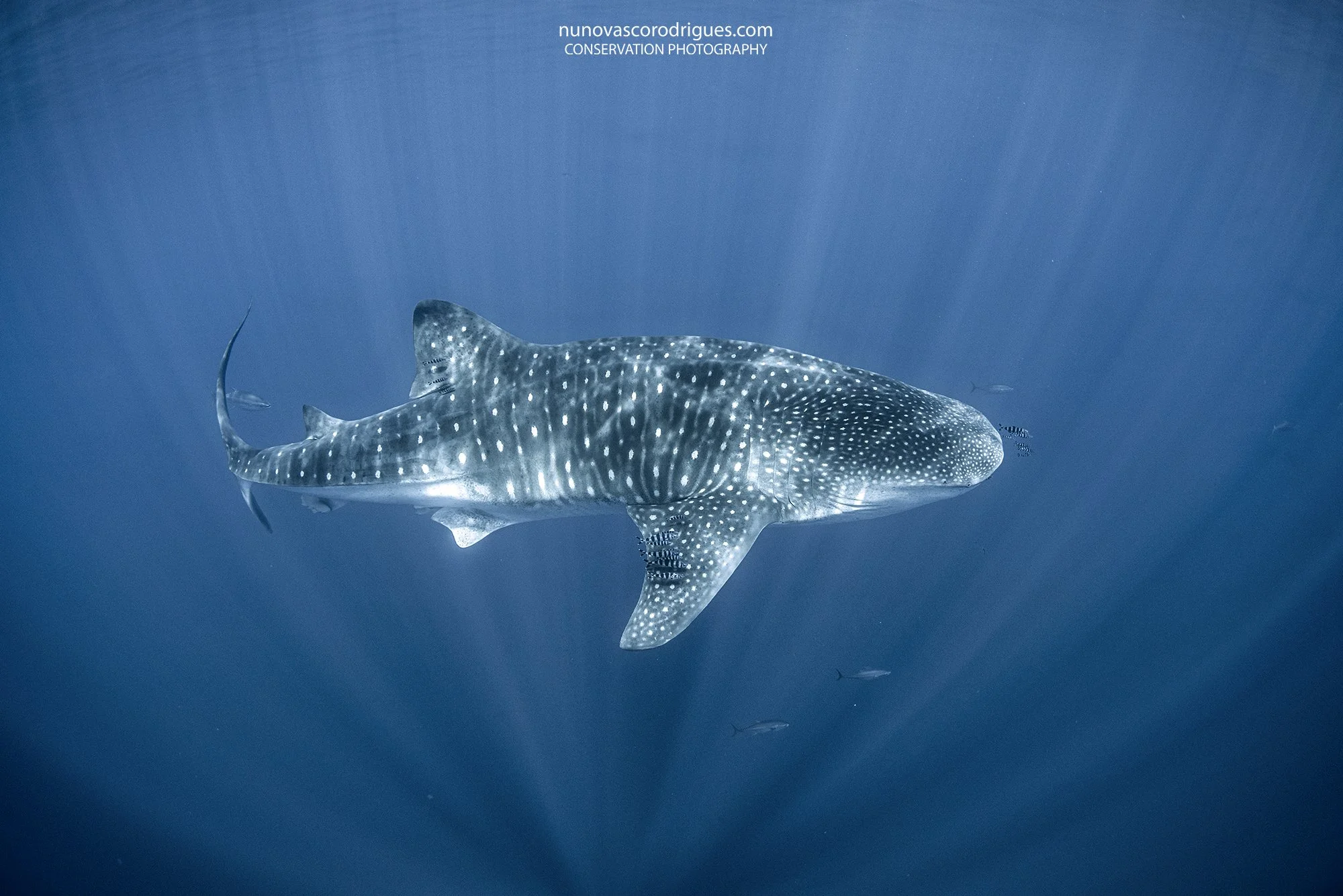 Manta Conservation Experience - Azores — Manta Trust