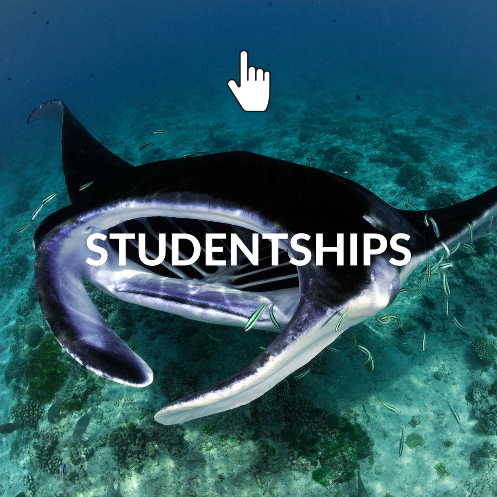 Careers and Volunteering Opportunities | Manta ray conservation careers ...