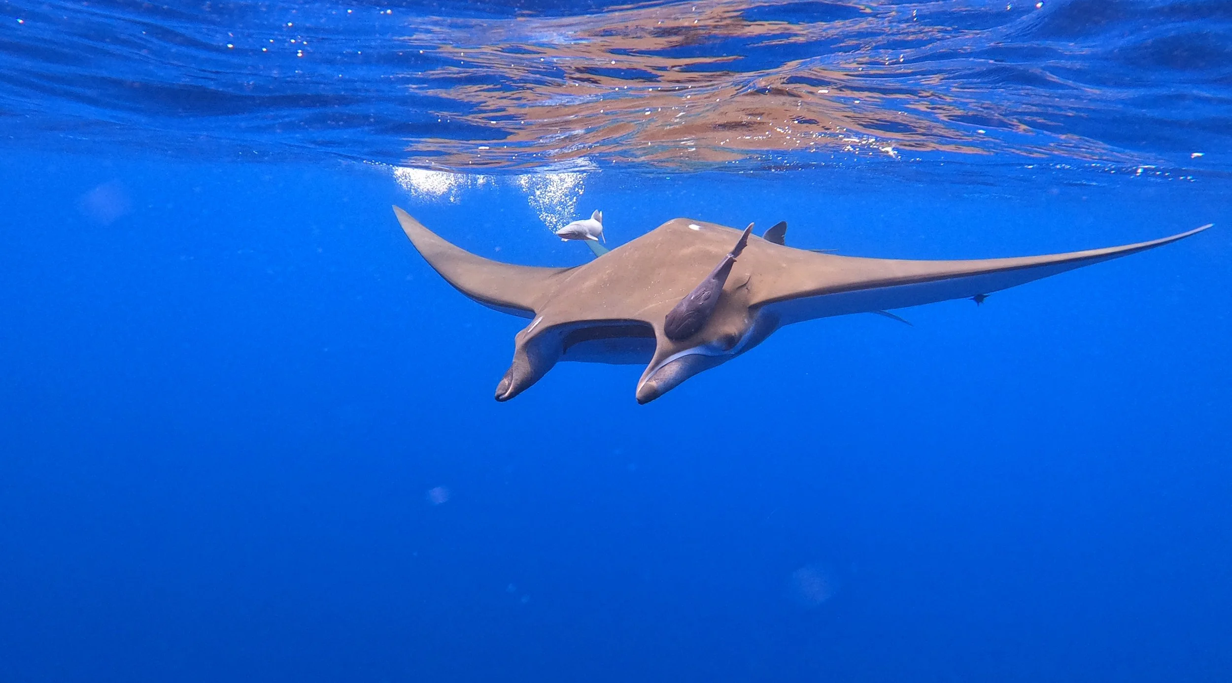 Manta Conservation Experience - Azores — Manta Trust
