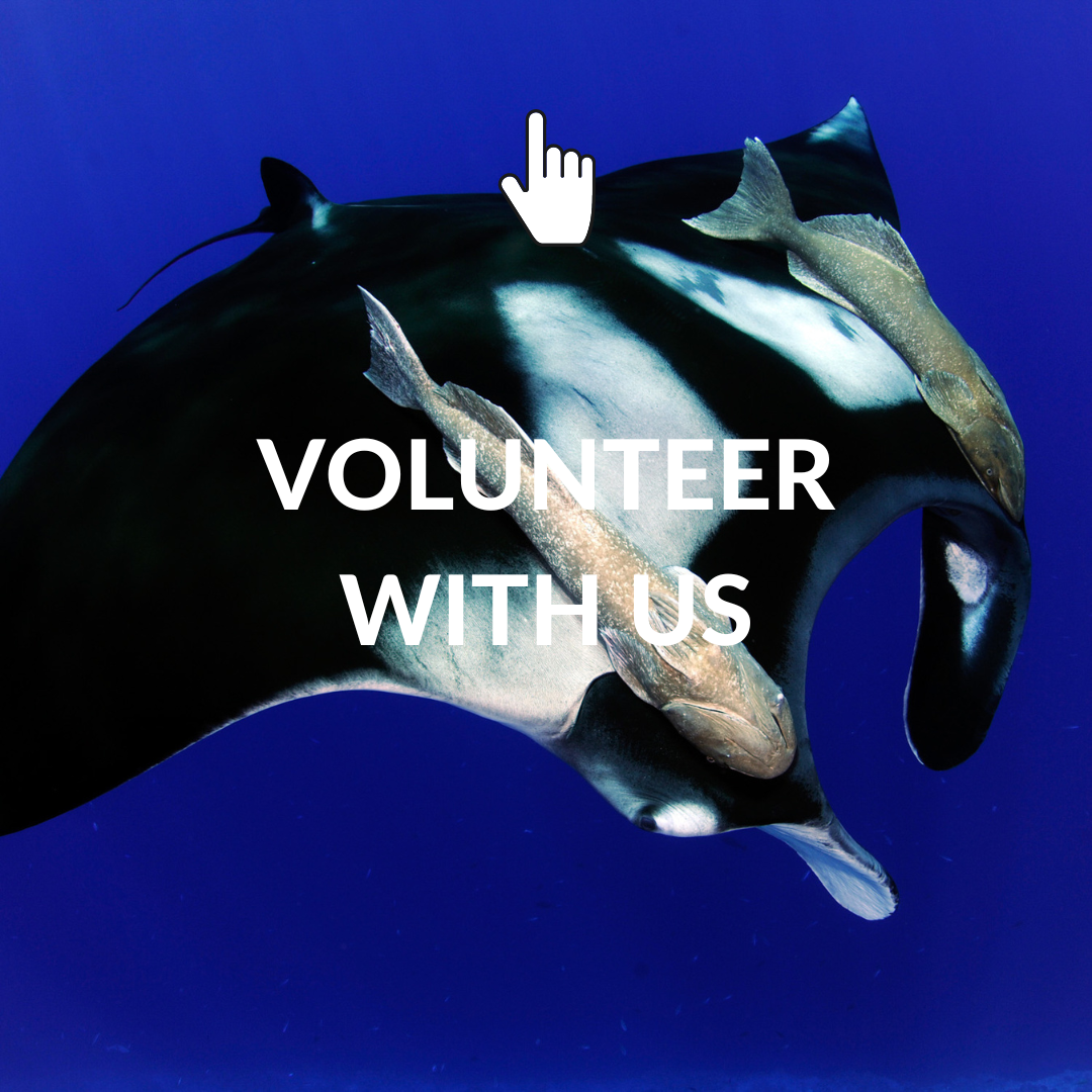Careers and Volunteering Opportunities | Manta ray conservation careers ...