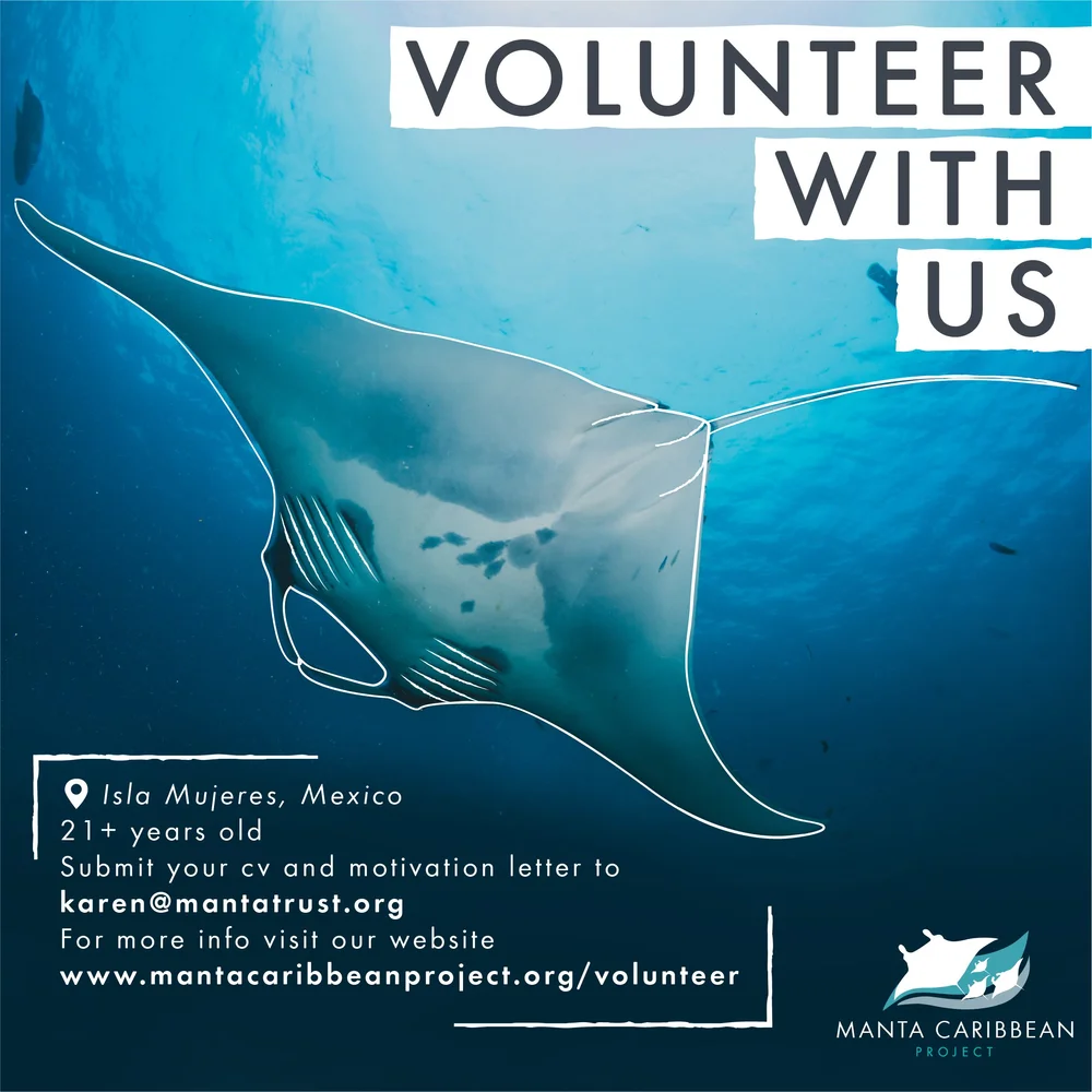 Careers and Volunteering Opportunities | Manta ray conservation careers ...