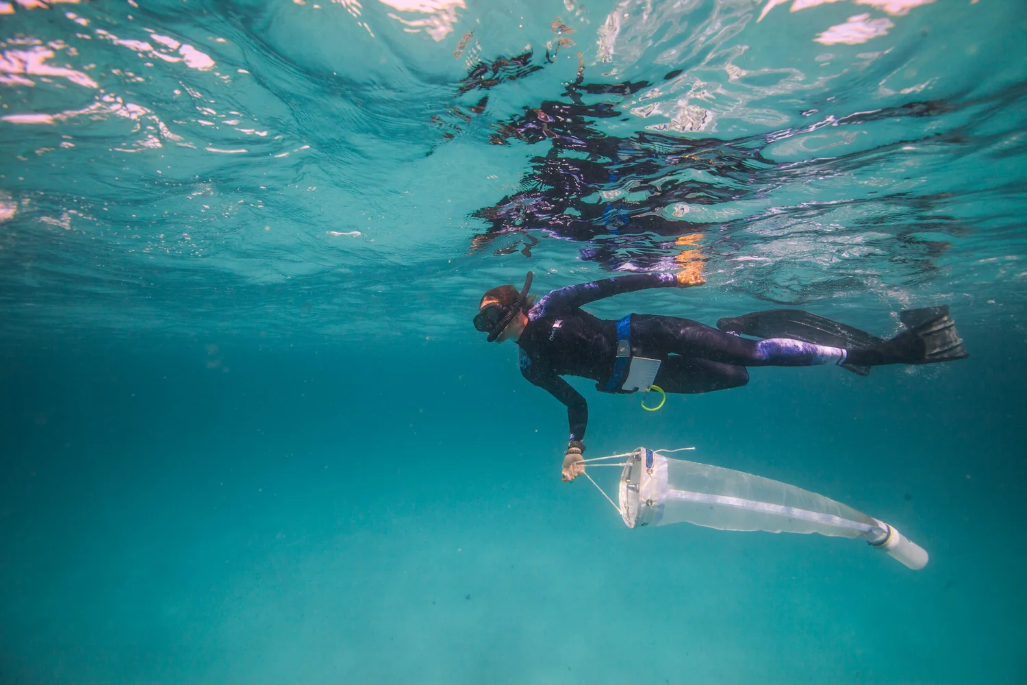 Learning about zooplankton from the experts – the hungry manta rays of ...