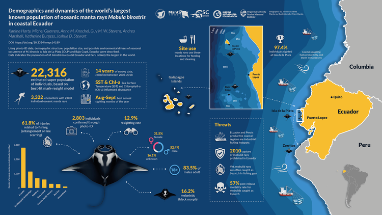 World's largest oceanic manta ray population — Manta Trust