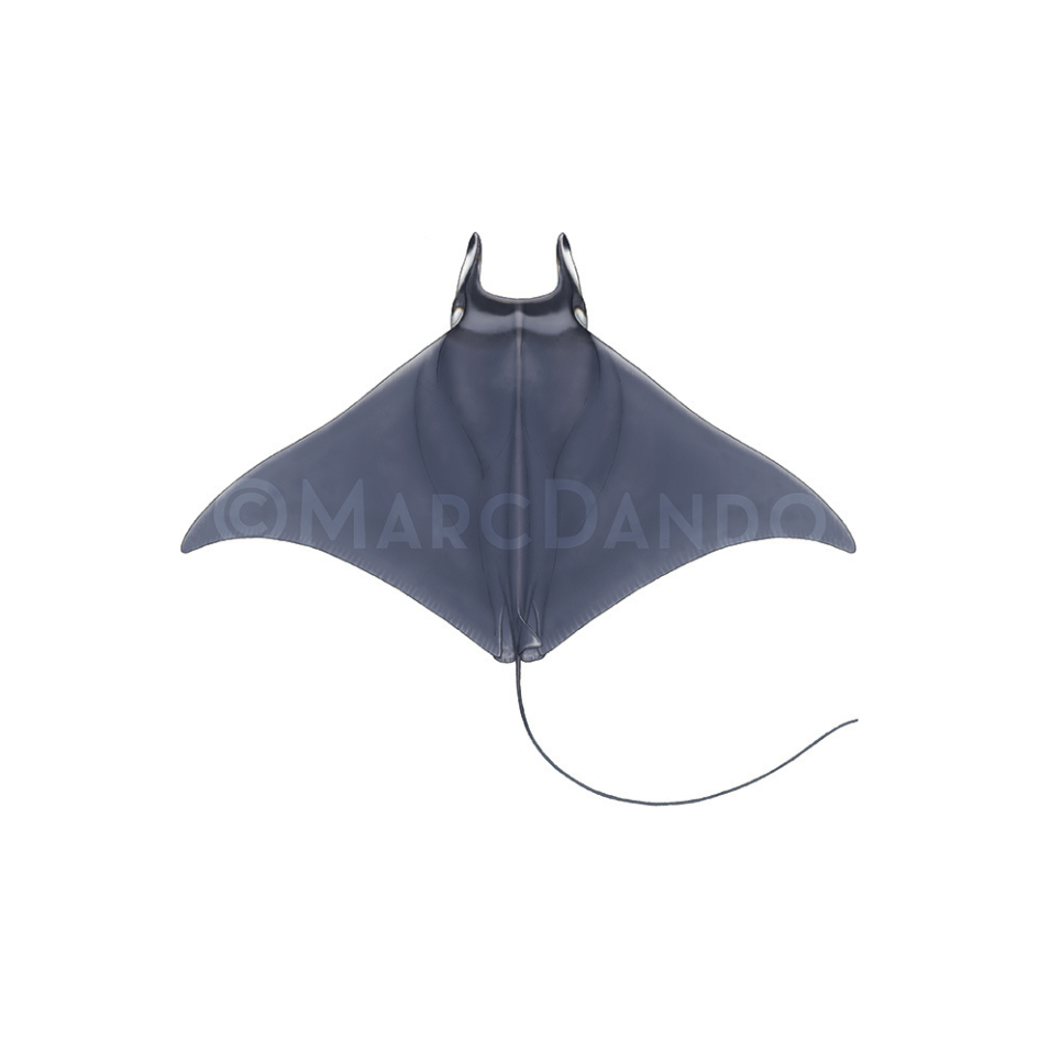 Manta and Devil Ray Species — Manta Trust