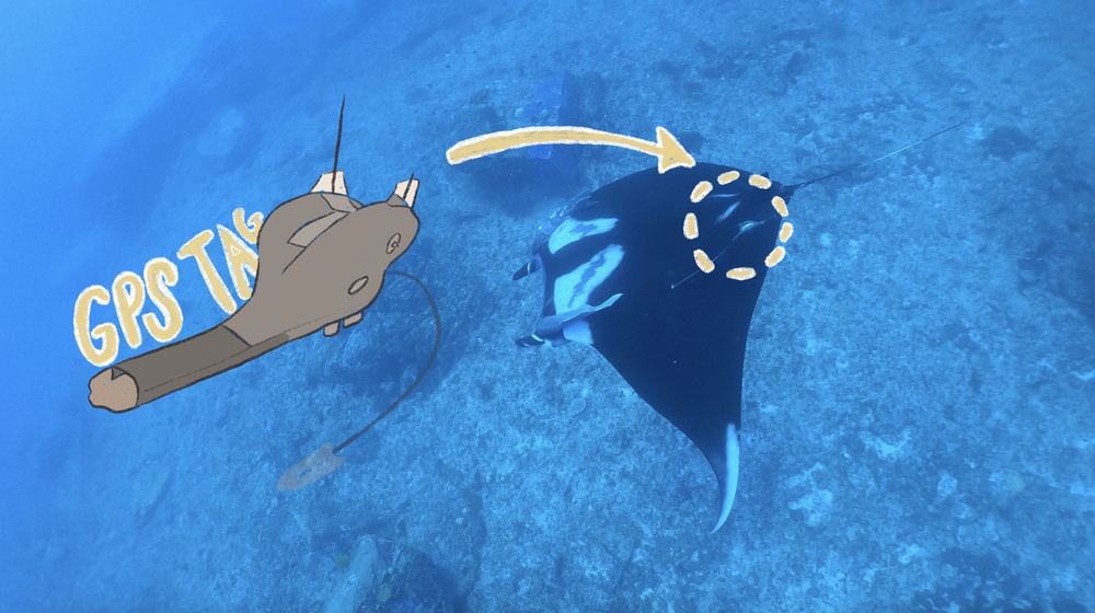 First Manta Ray Satellite Tagged in Japan! — Manta Trust