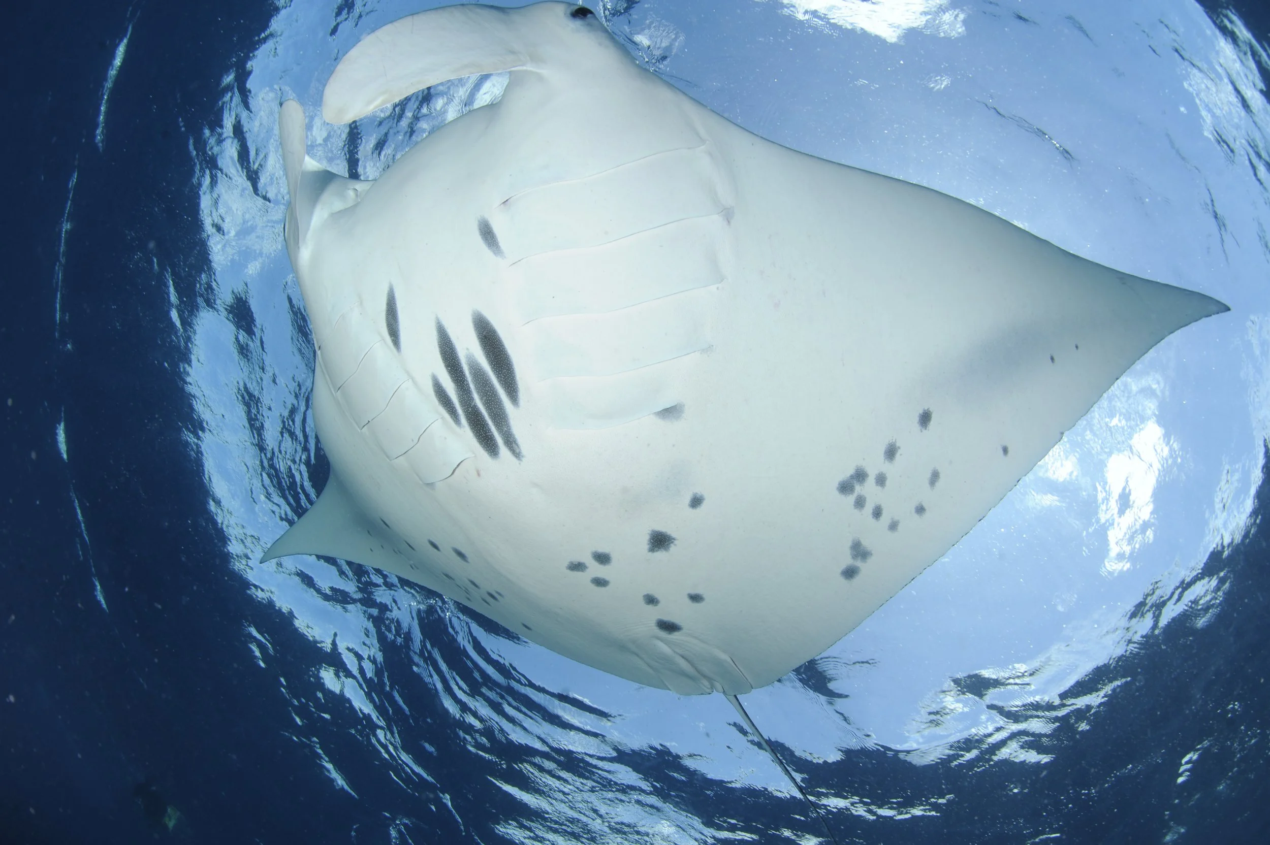 Adopt a Manta | Updates on Their Sightings — Manta Trust
