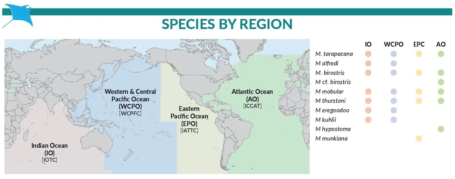 Protections & Management — Manta Trust