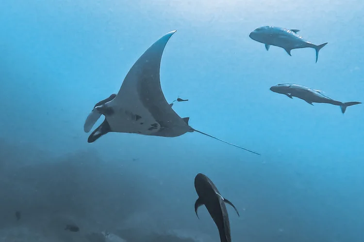 Japan I Affiliate Project — Manta Trust
