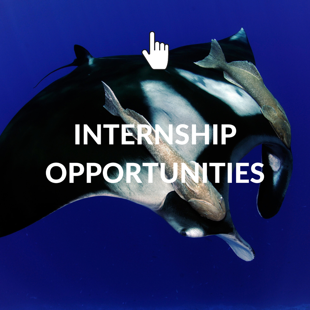 Careers and Volunteering Opportunities | Manta ray conservation careers ...
