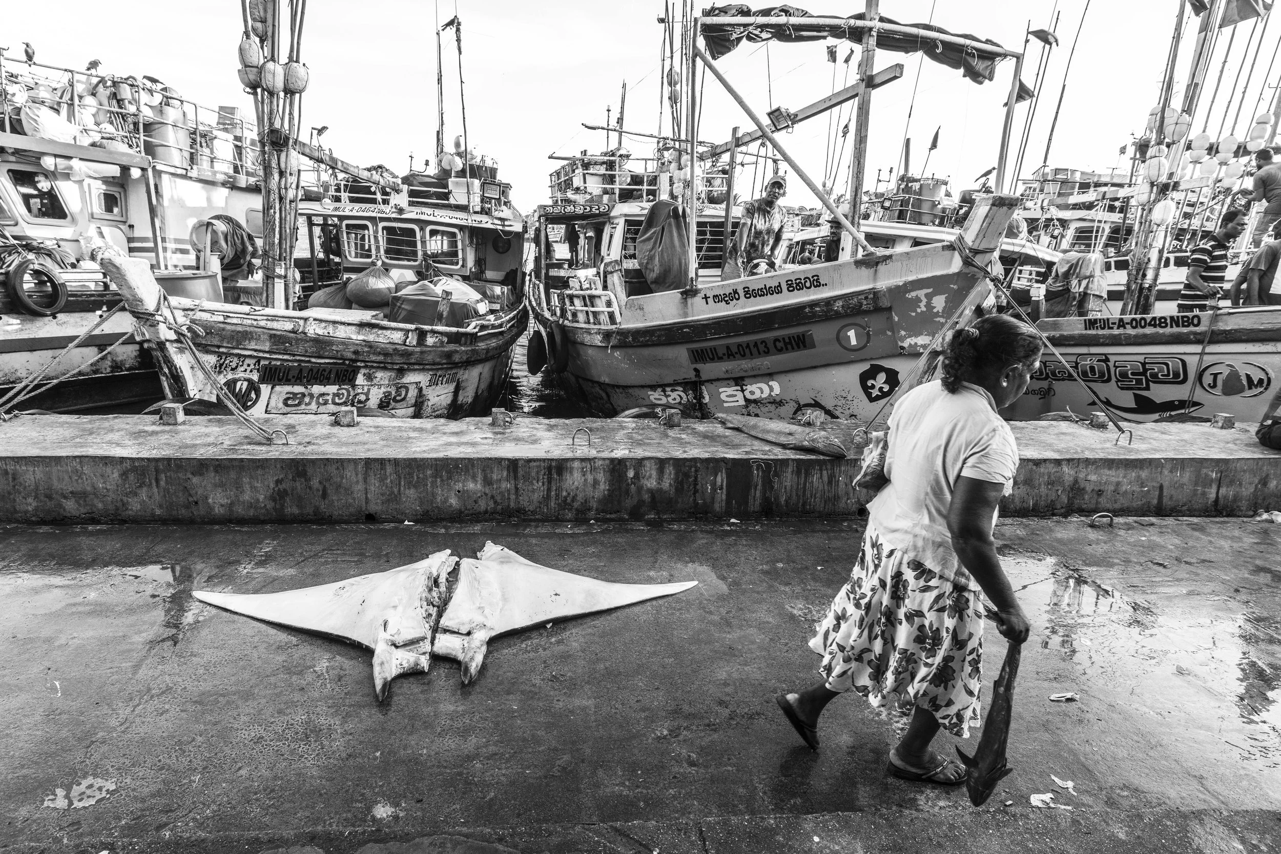 Manta and Devil Ray Gill Plate and Meat Trade Study — Manta Trust