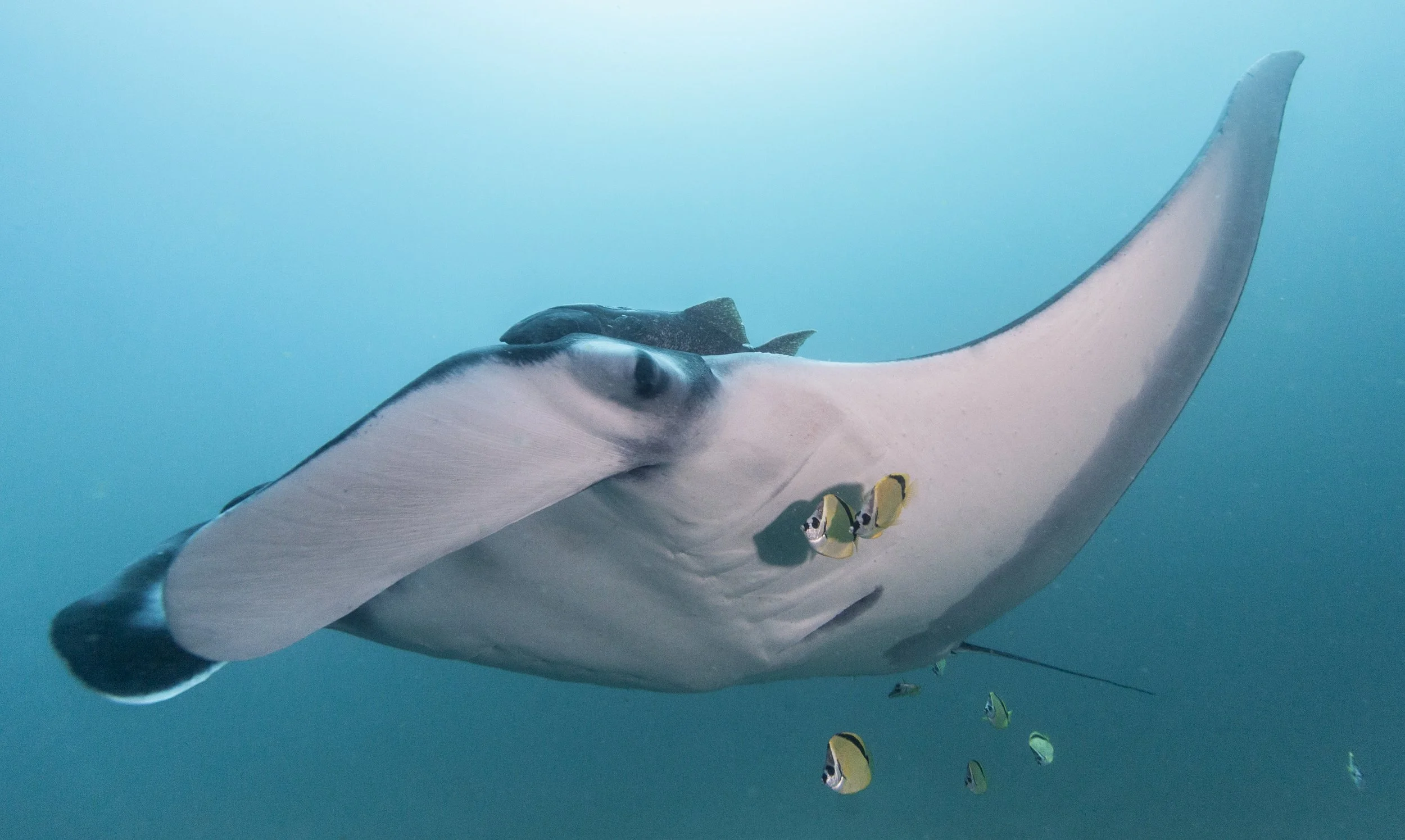 World's largest oceanic manta ray population — Manta Trust