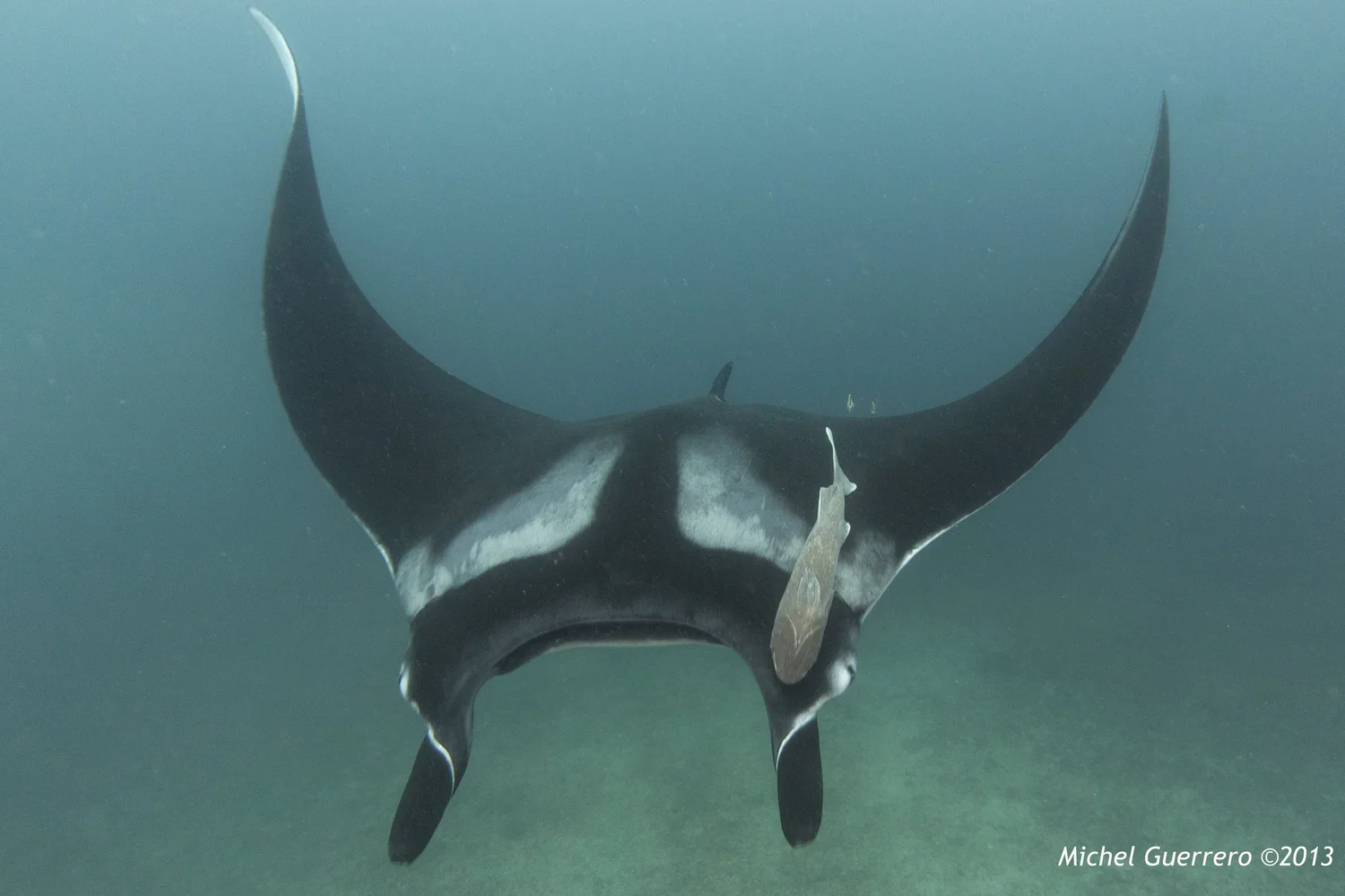World's largest oceanic manta ray population — Manta Trust