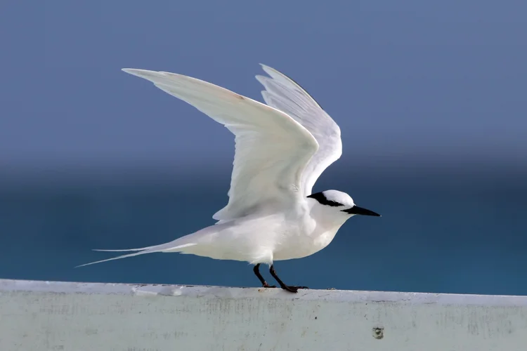 Tropicbirds in the Maldives — Manta Trust