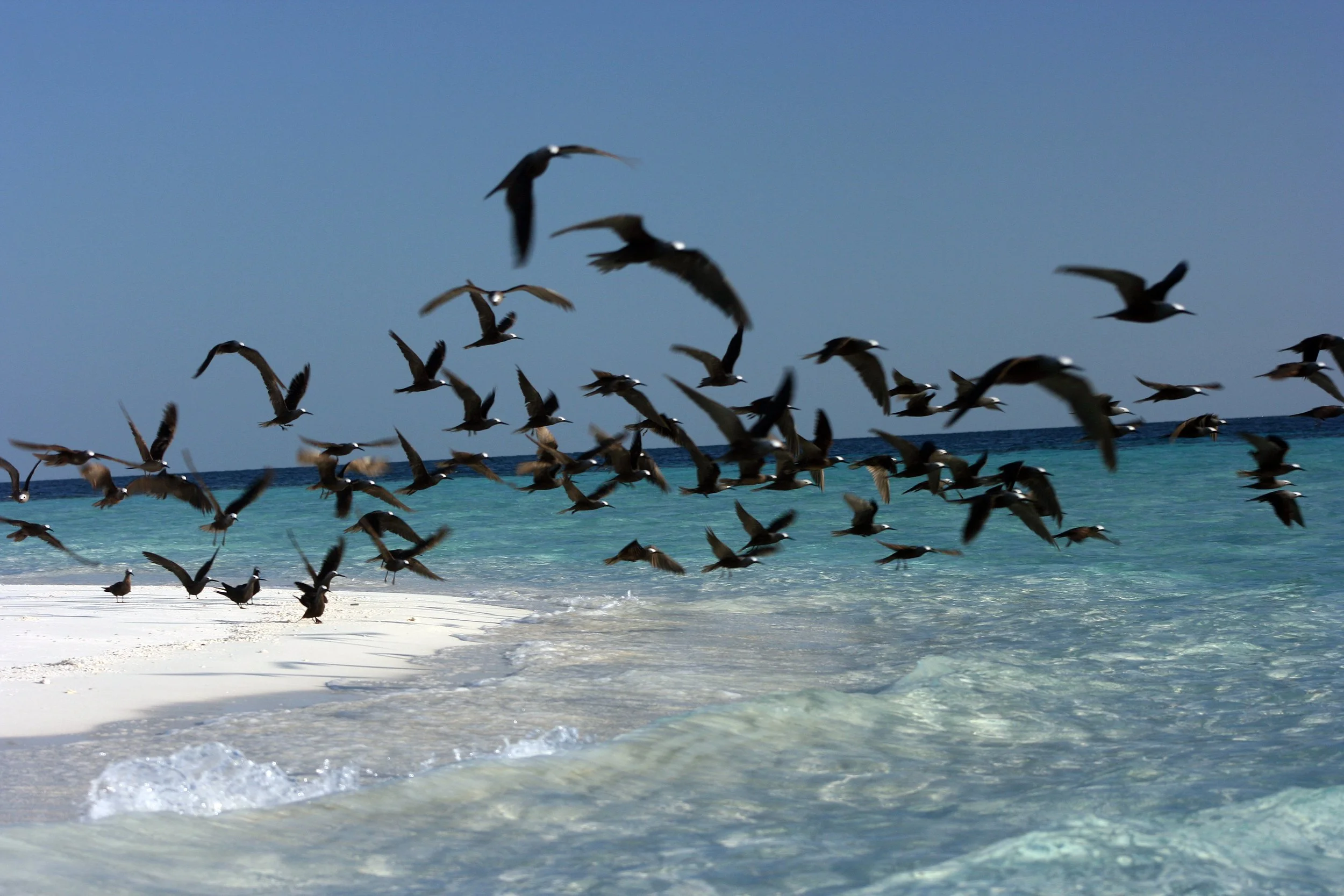 Tropicbirds in the Maldives — Manta Trust