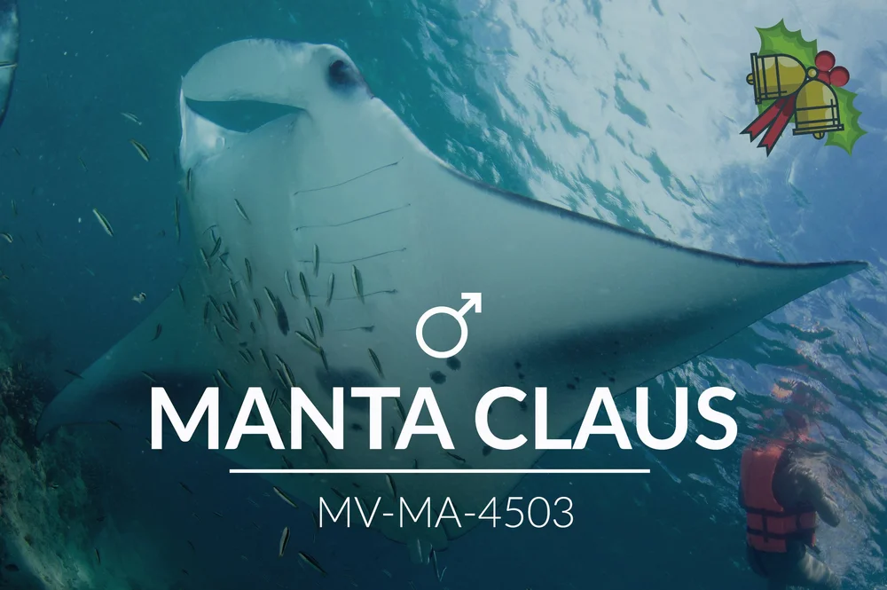 Adopt a Manta Ray | Ocean gift ideas — Manta Trust