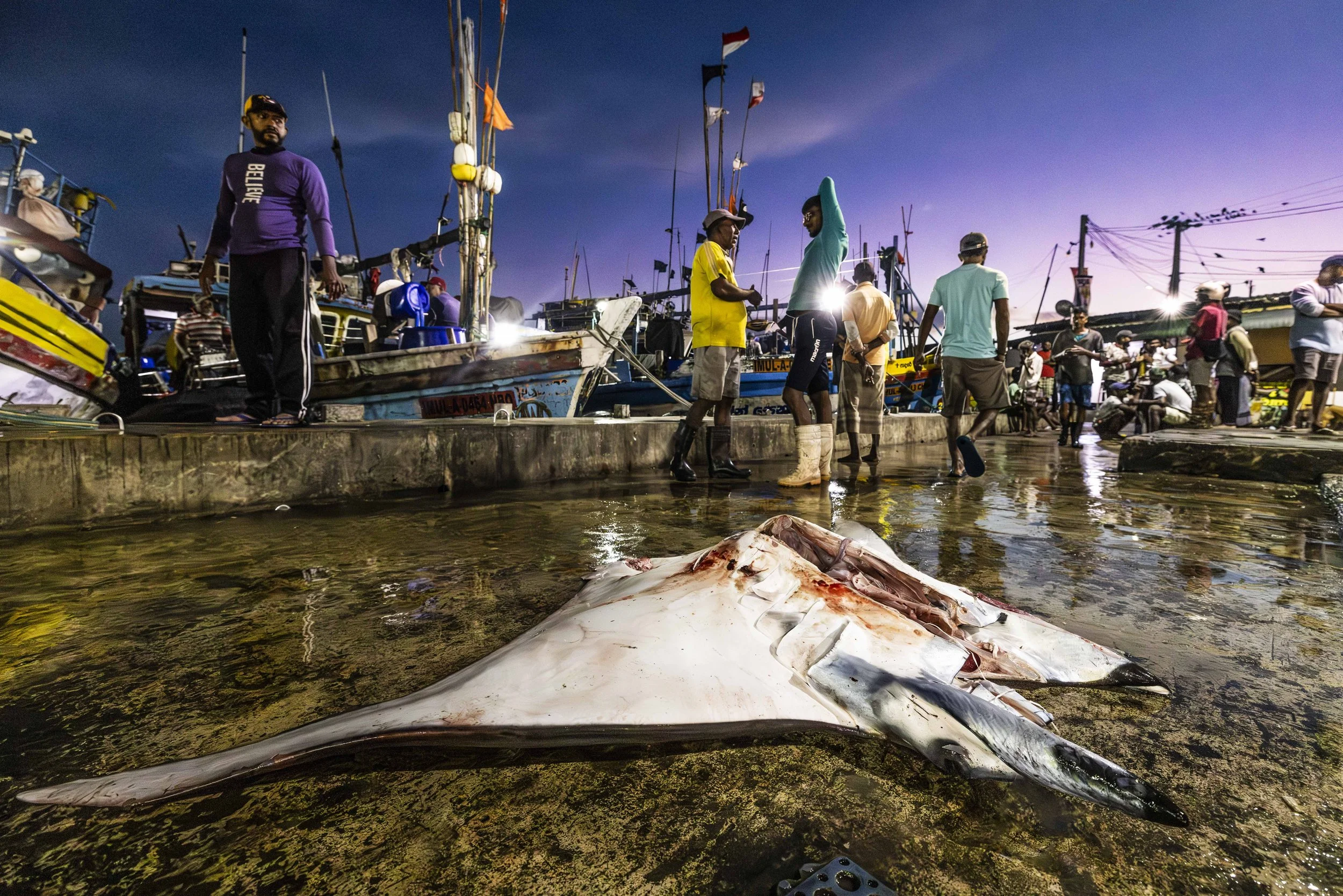 Manta and Devil Ray Gill Plate and Meat Trade Study — Manta Trust