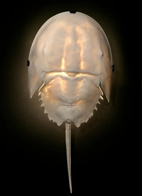 Limule — Bernard Figueroa Sculptures