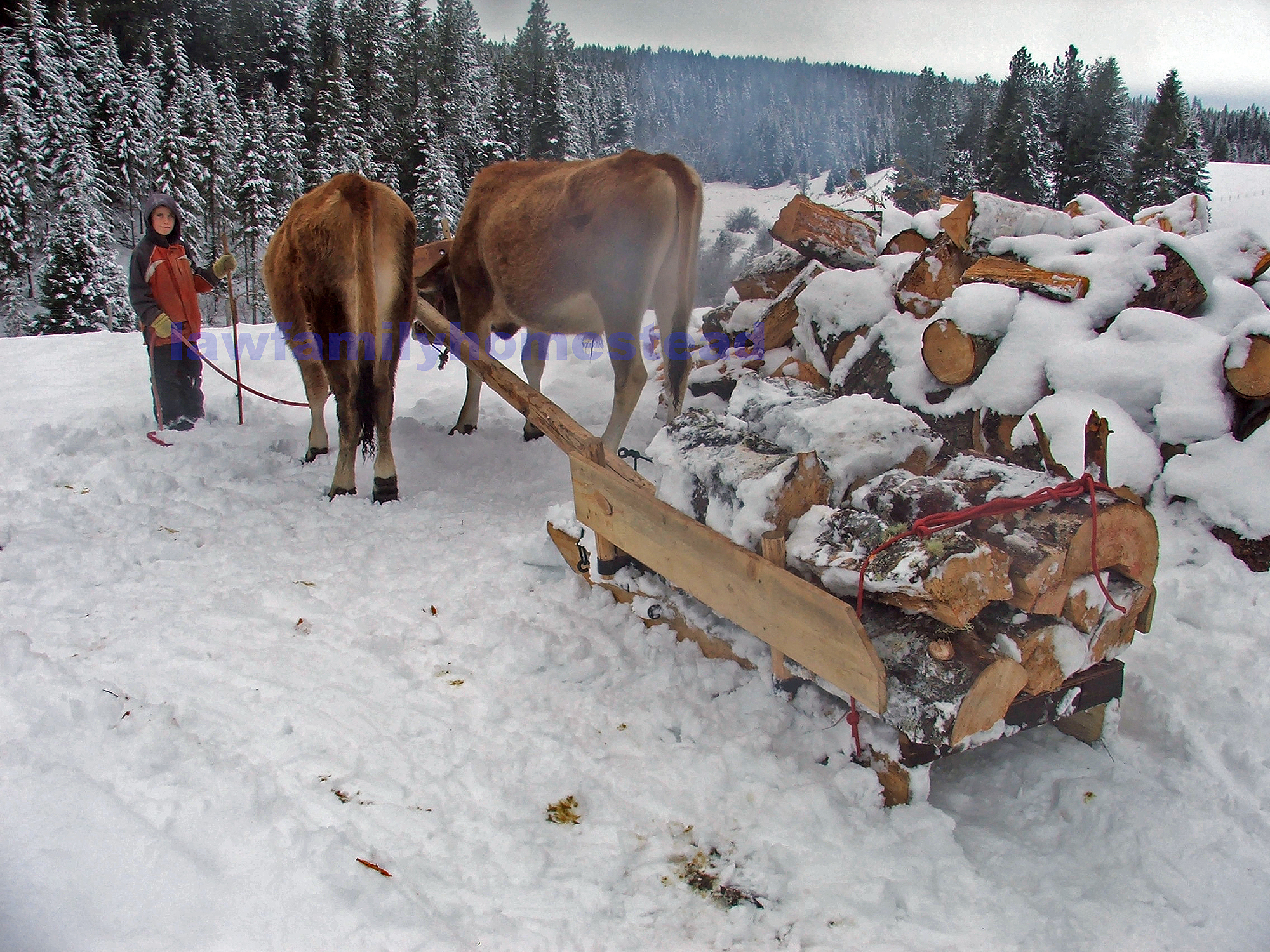 Oxen Hauling Firewood and Logs — Law Family Homestead