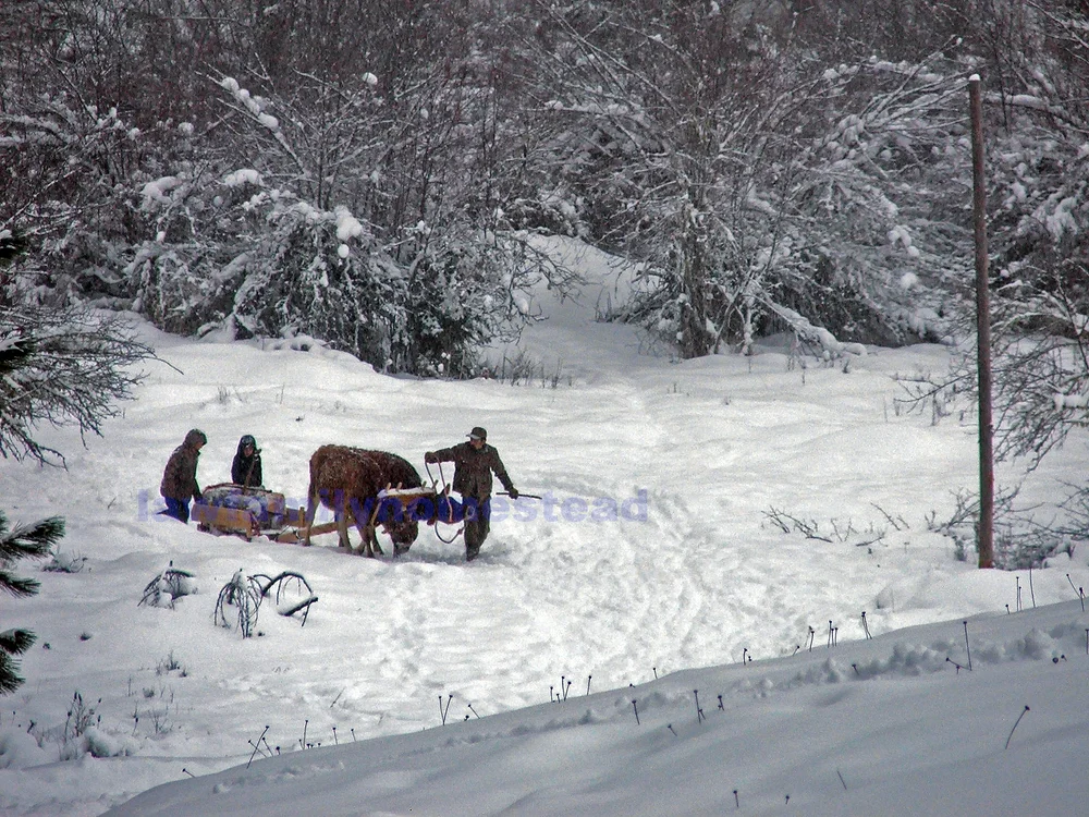 Oxen Hauling Firewood and Logs — Law Family Homestead