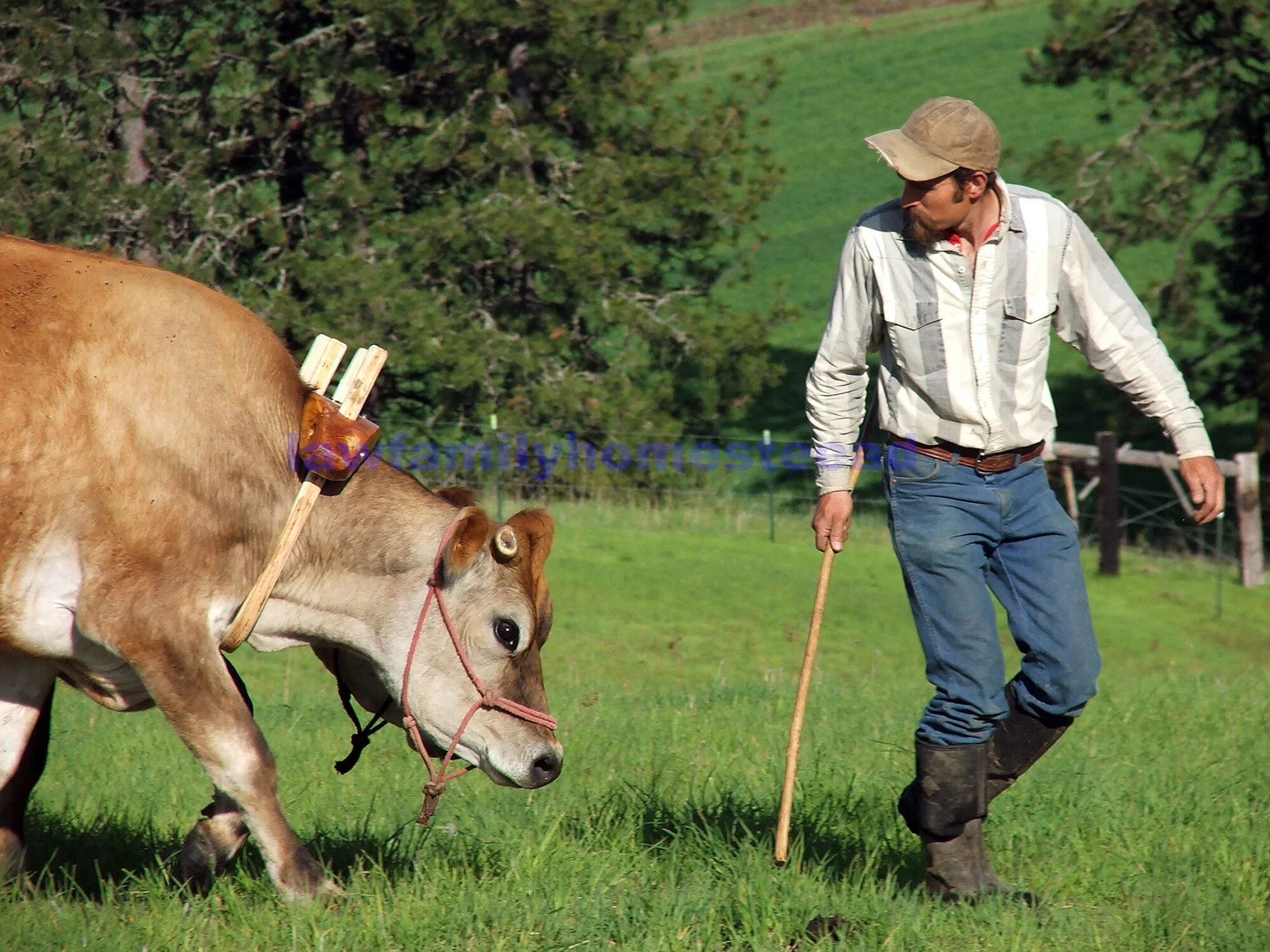 The New Oxen Yoke — Law Family Homestead
