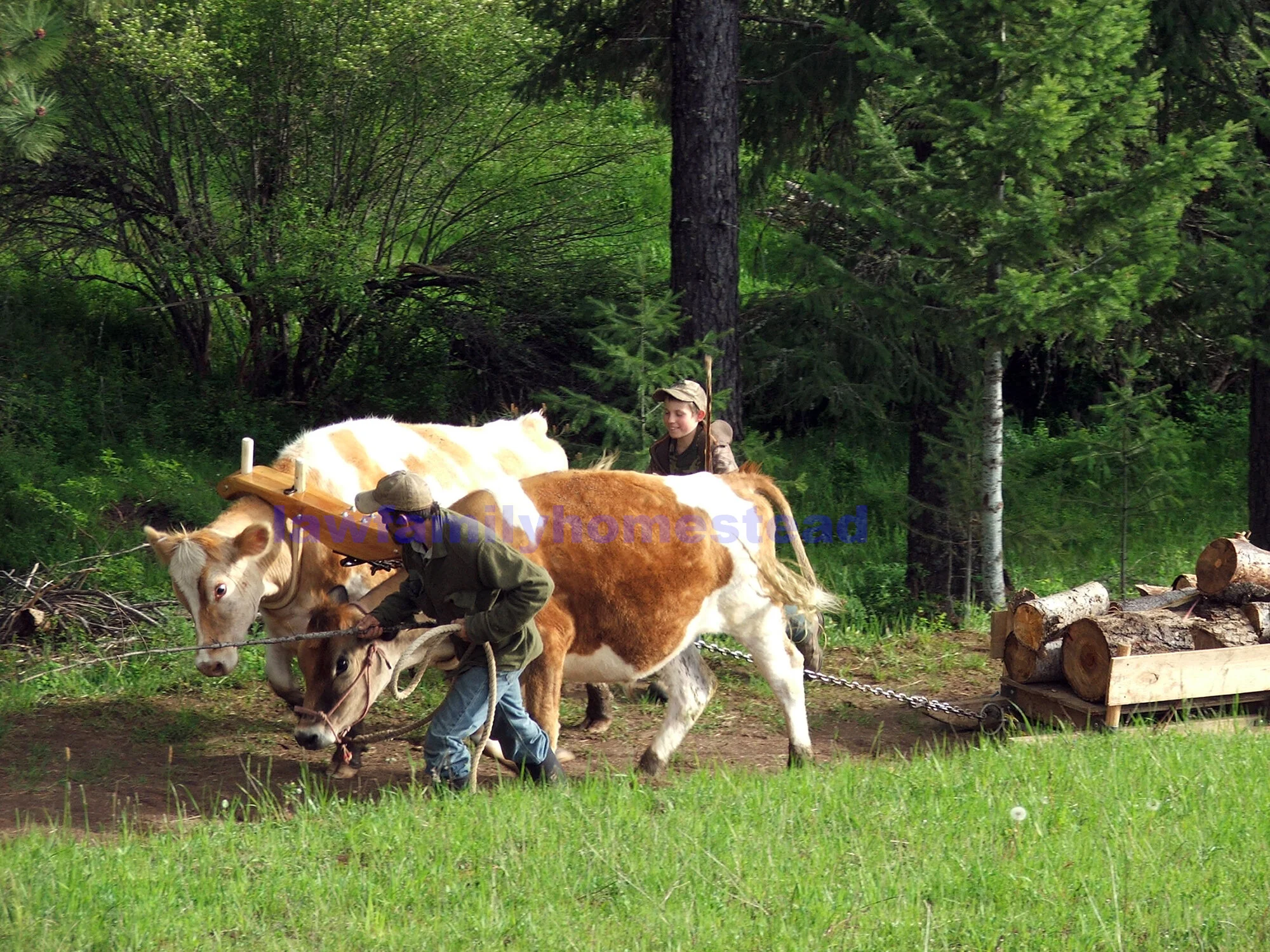 The New Oxen Yoke — Law Family Homestead