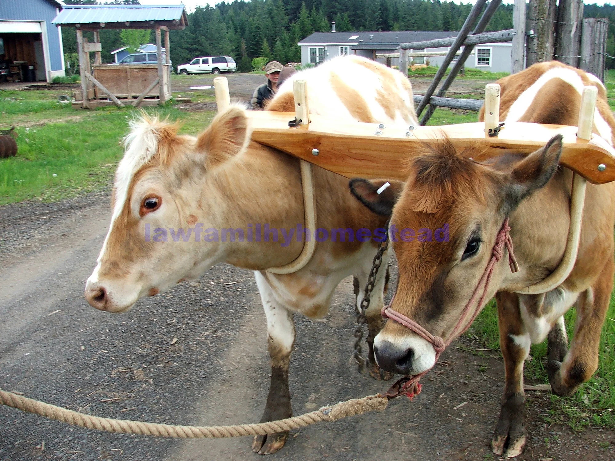 The New Oxen Yoke — Law Family Homestead