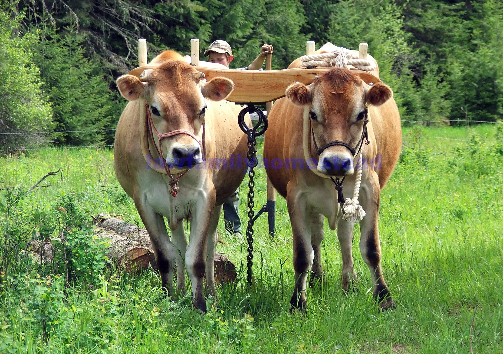 The New Oxen Yoke Law Family Homestead