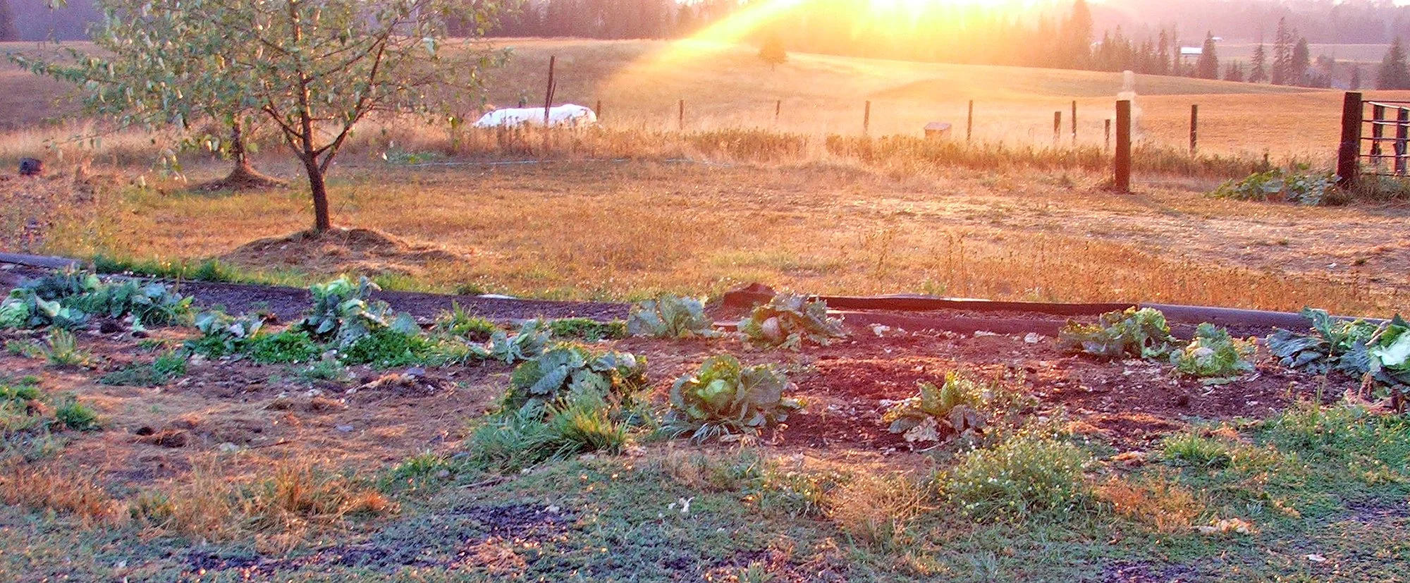 Hand-Hewn Dairy Barn - Drainage System - Part 28 — Law Family Homestead
