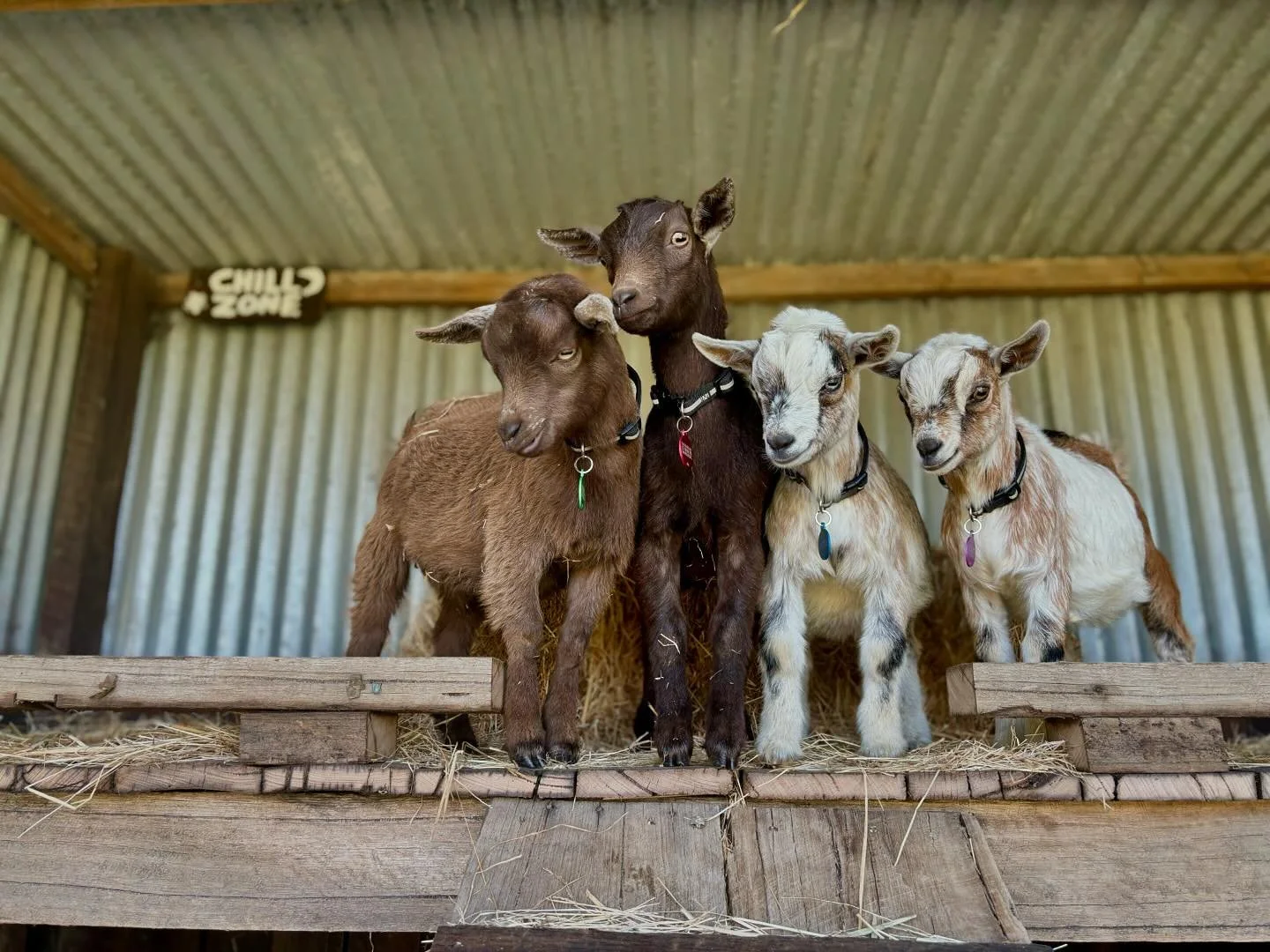 Luna Therapy - OT, Psychology, Yoga & Wellbeing