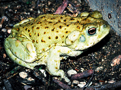 Arkana Spiritual Center