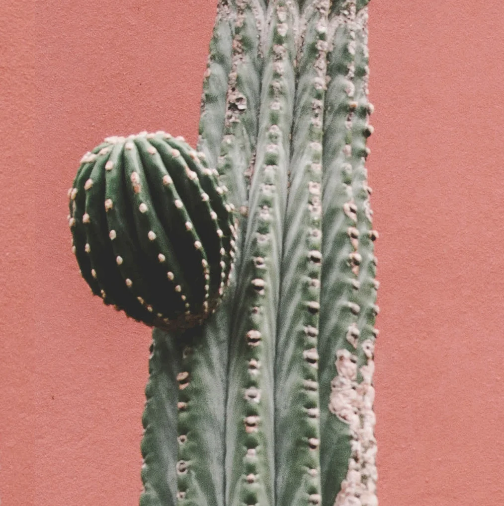 Celeste Mitchell | Travel Journalist + Professional Dreamer