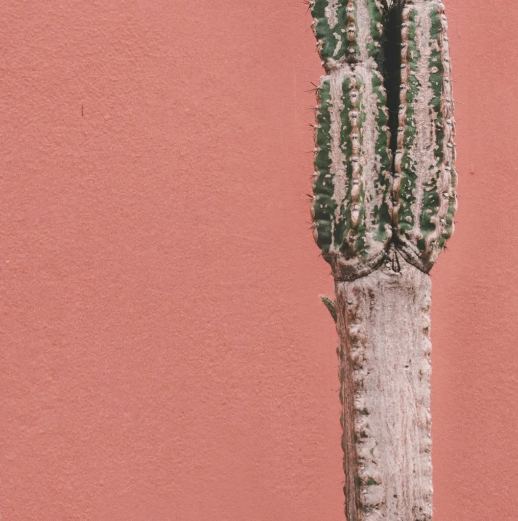 Celeste Mitchell | Travel Journalist + Professional Dreamer