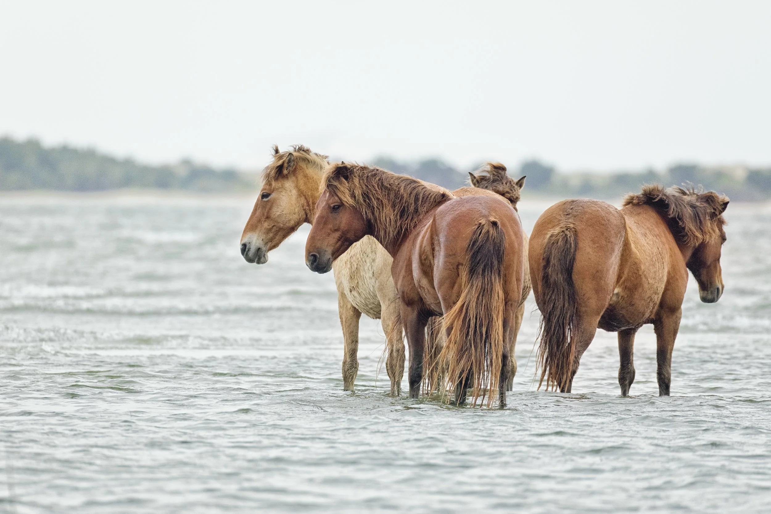 The Wild Horse Collection - SeaHorses — Jessica Farren Photography ...