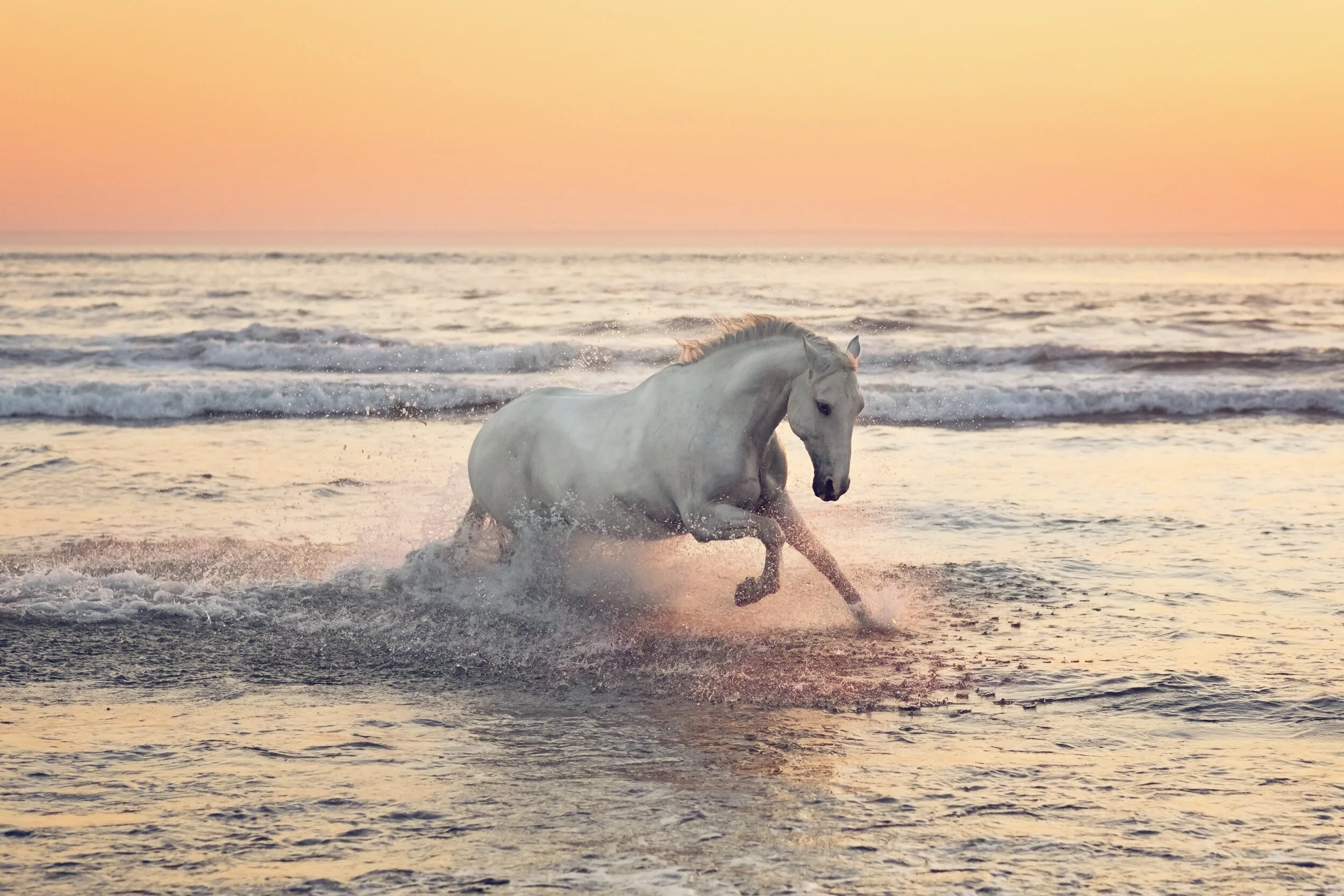 Wild Horses Rearing On The Beach